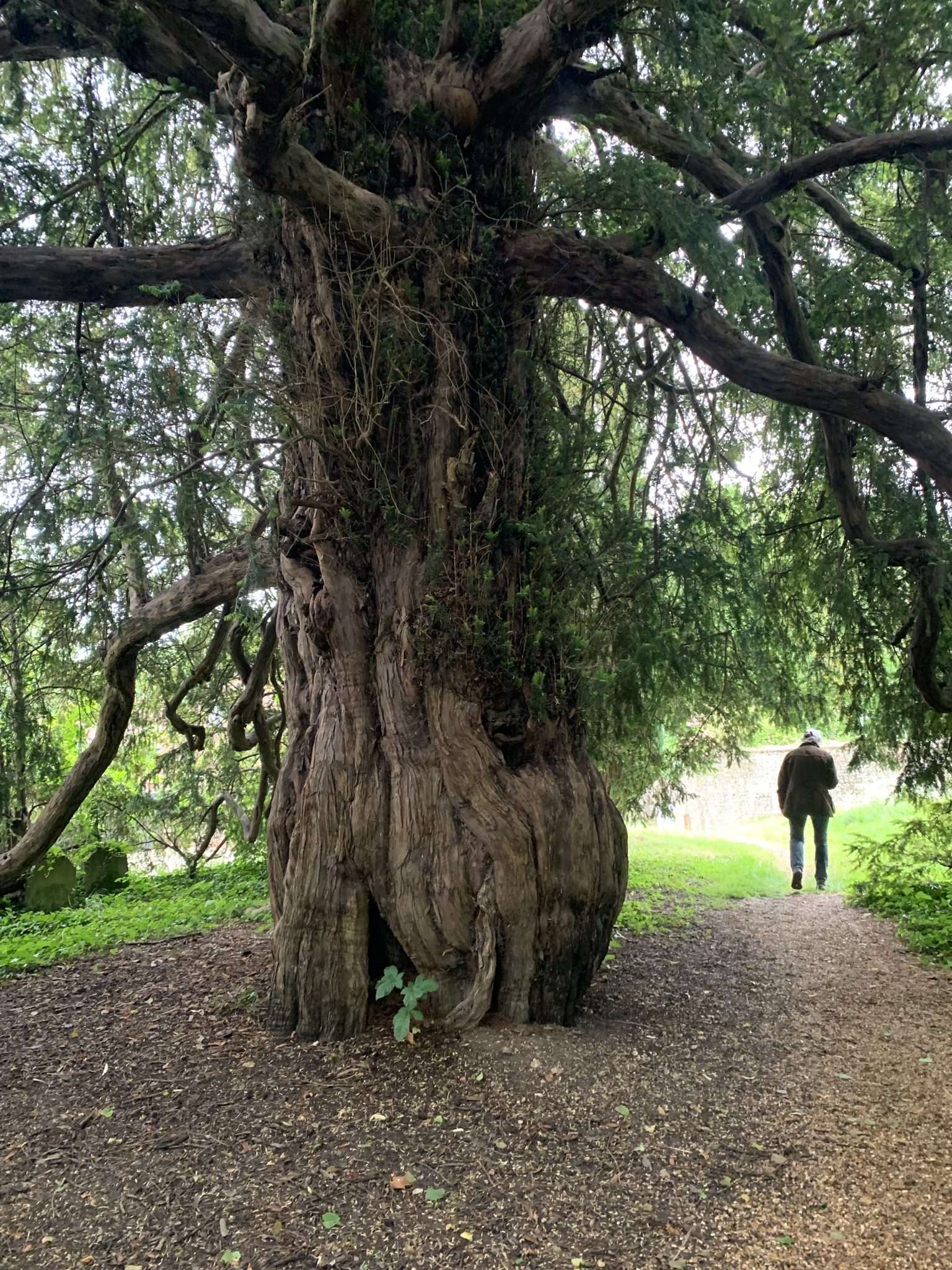 Ancient Uses of Yew Trees & Cypress - RuralHistoria