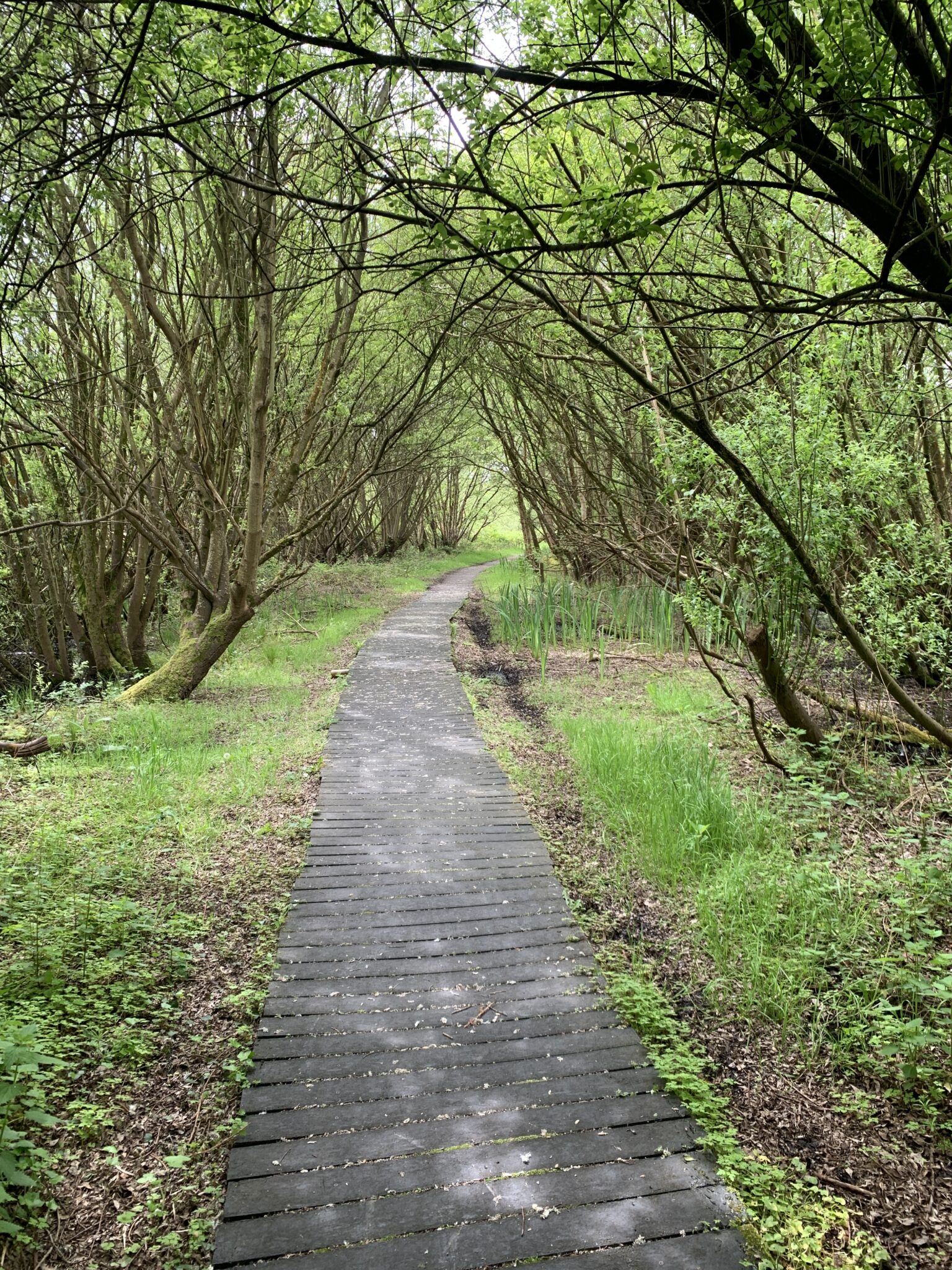 Ancient Trackways: Walking in the Footsteps of Neolithic People
