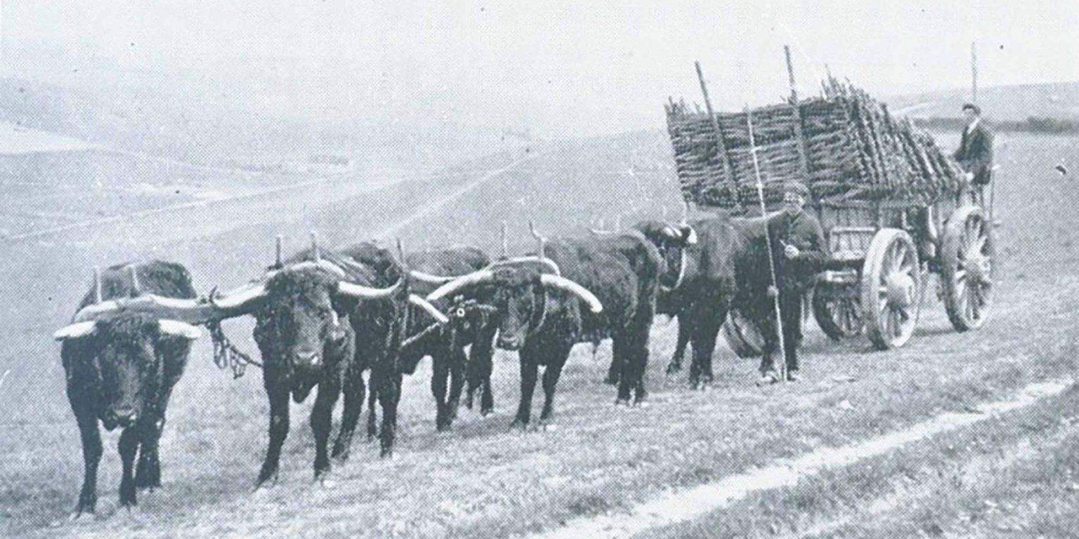 The Ox Was so Crucial to Rural Life, But What is an Ox? - RuralHistoria