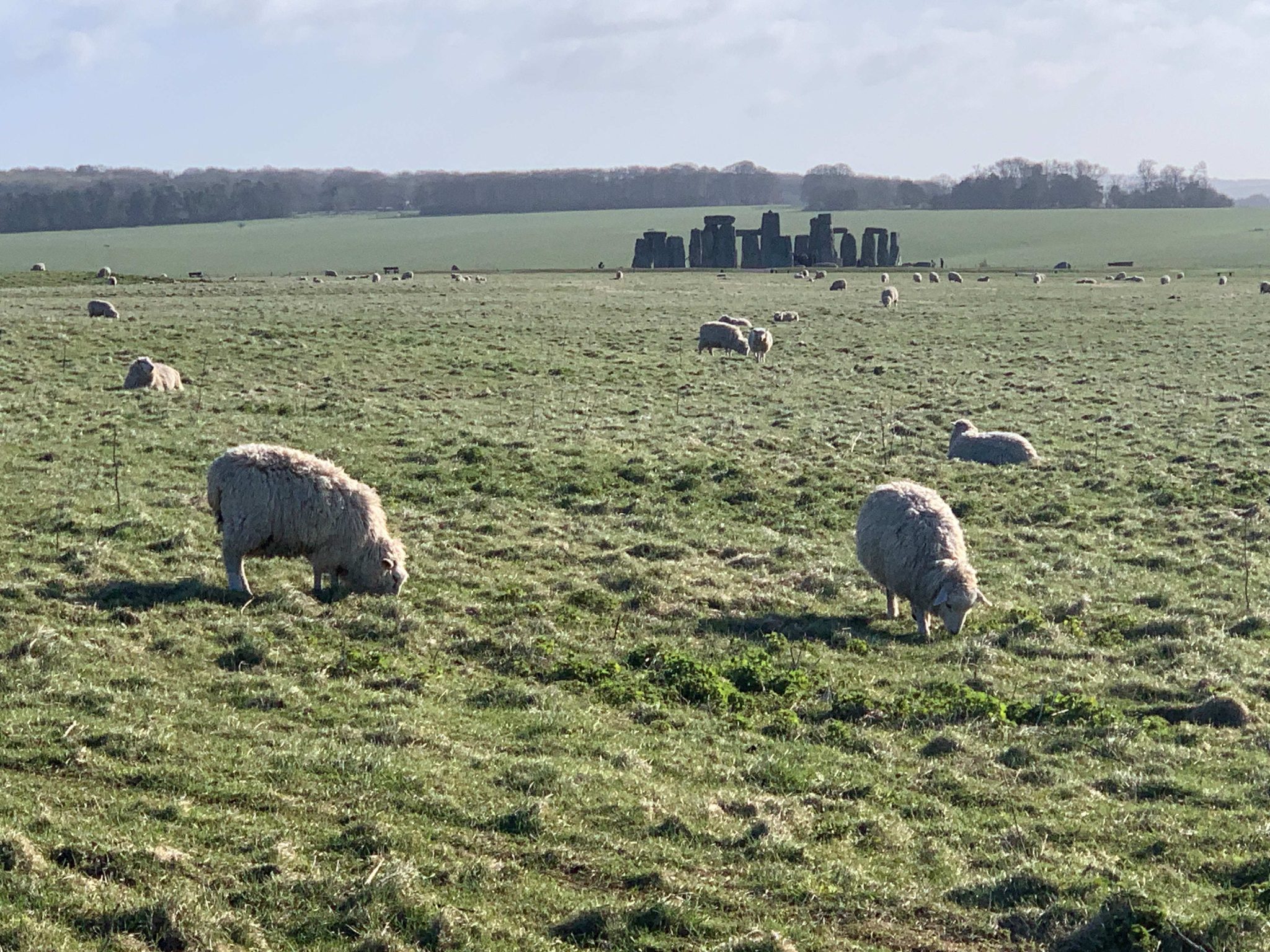What are Chalk Downlands: 100 Million Years of History - RuralHistoria