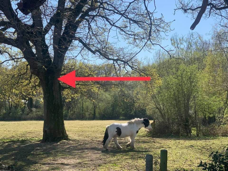 Medieval Wood Pasture, What is It? - RuralHistoria