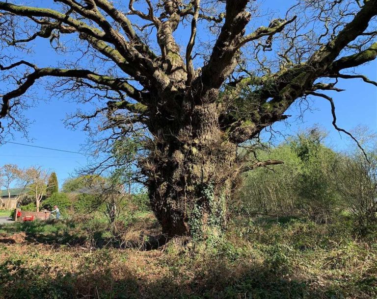 Medieval Wood Pasture, What is It? - RuralHistoria